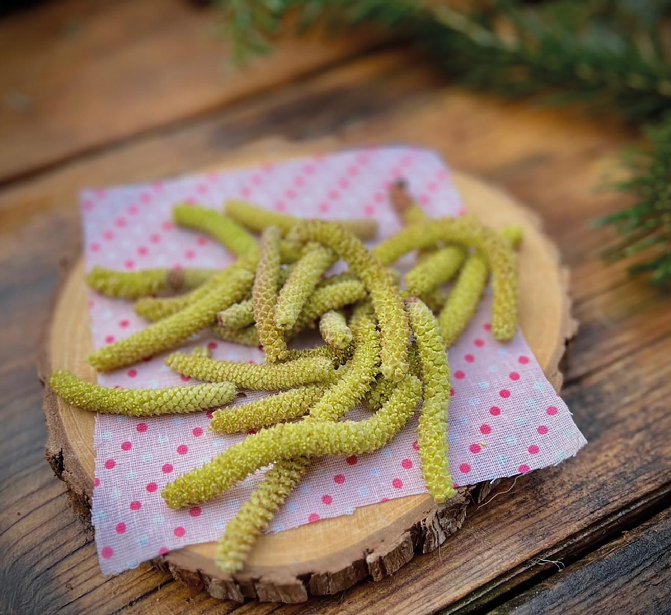 Hasel-Hummus mit kandierten Haselkätzchen | Homefarming