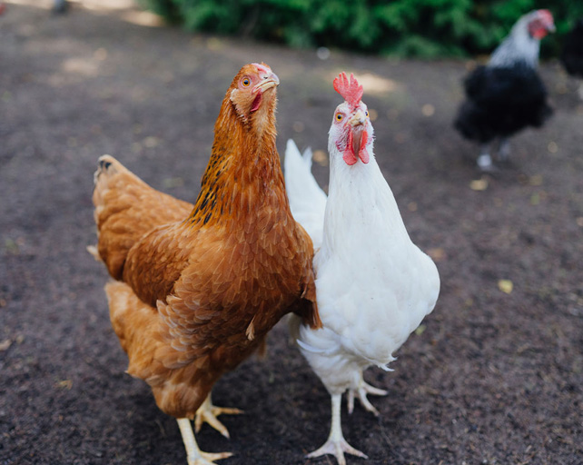 Rassen und Eigenschaften | Homefarming