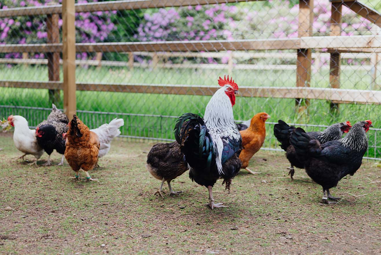 Rassen und Eigenschaften | Homefarming