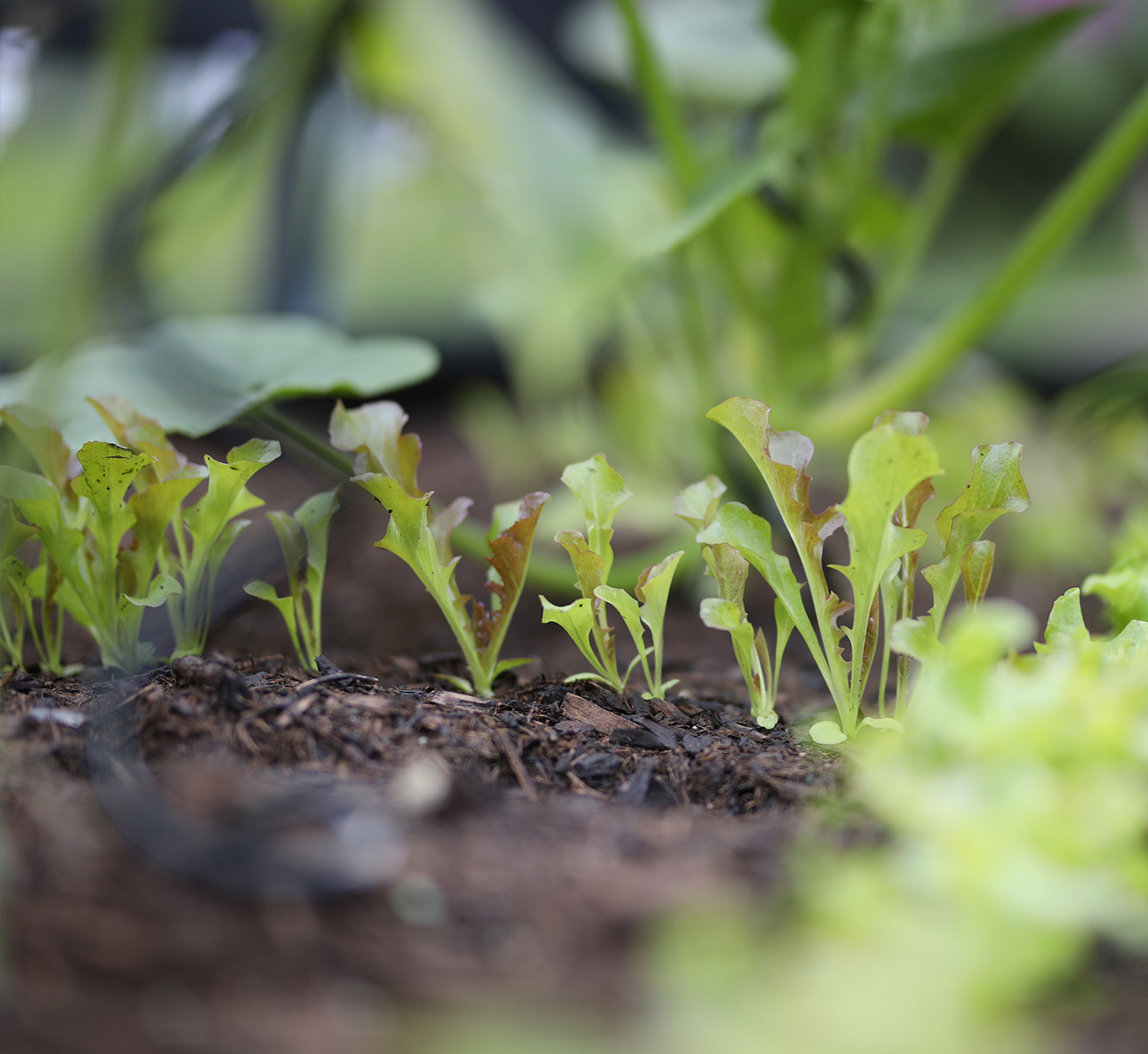 Ein Beet in eurem Garten anlegen | Homefarming
