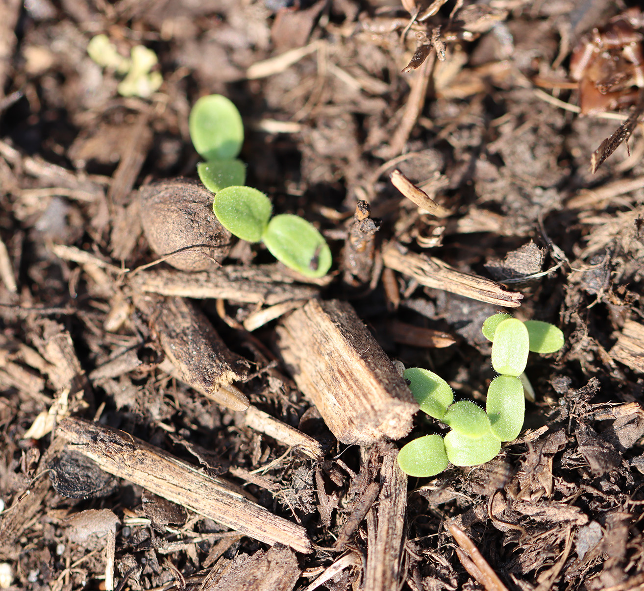 Die richtige Erde | Homefarming