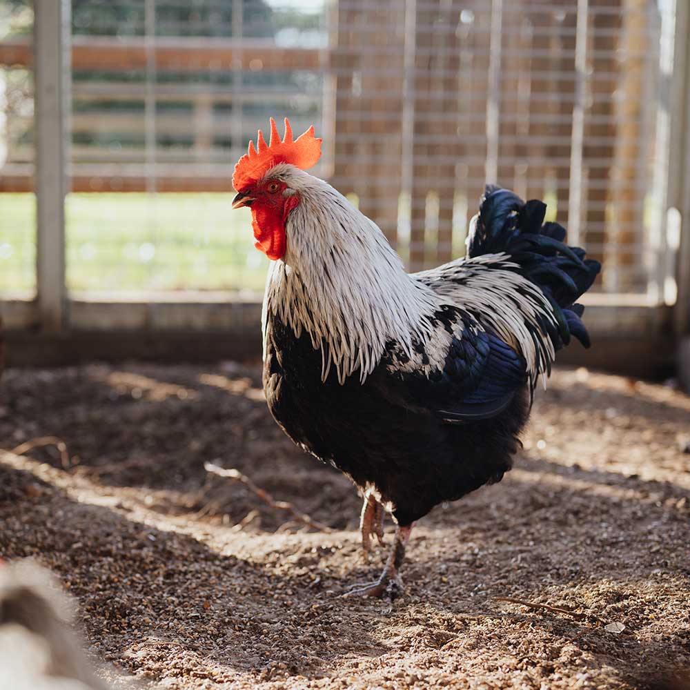 Marans | Homefarming