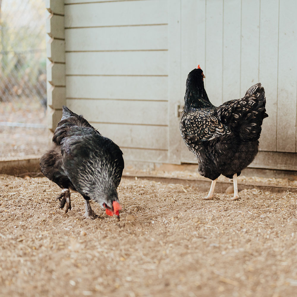 Milbenkontrolle – wann, wie, warum? | Homefarming